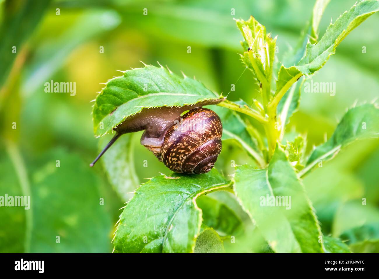 Copse snail gliding on the plant in the garden. Macro, close-up. Copse ...