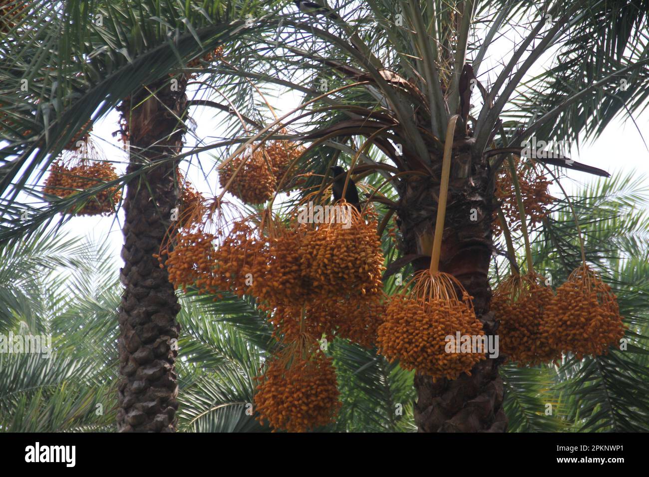 Bunches of ripe dates growing on date palm tree. Dhaka, Bangladesh ...