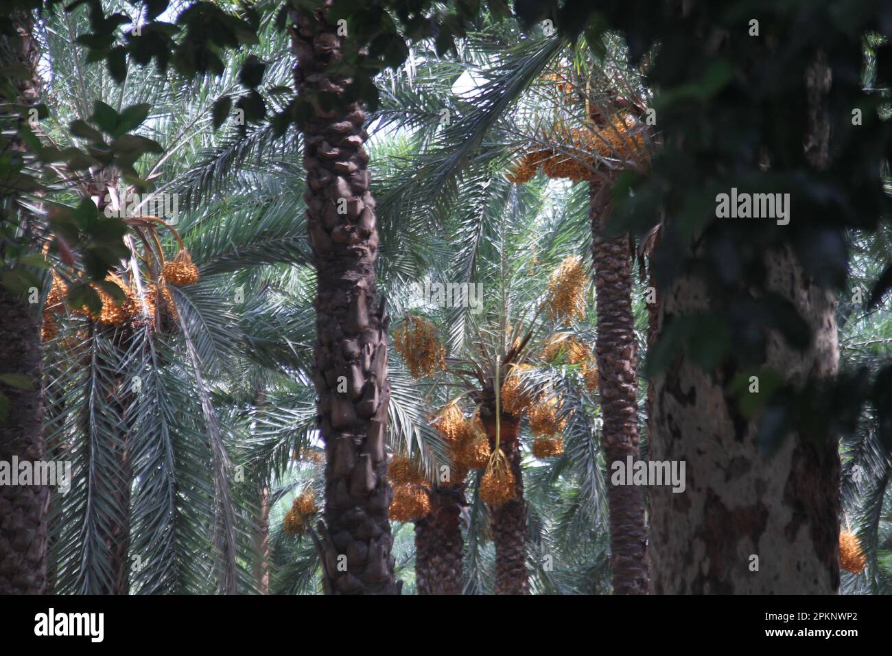 Bunches of ripe dates growing on date palm tree. Dhaka, Bangladesh ...