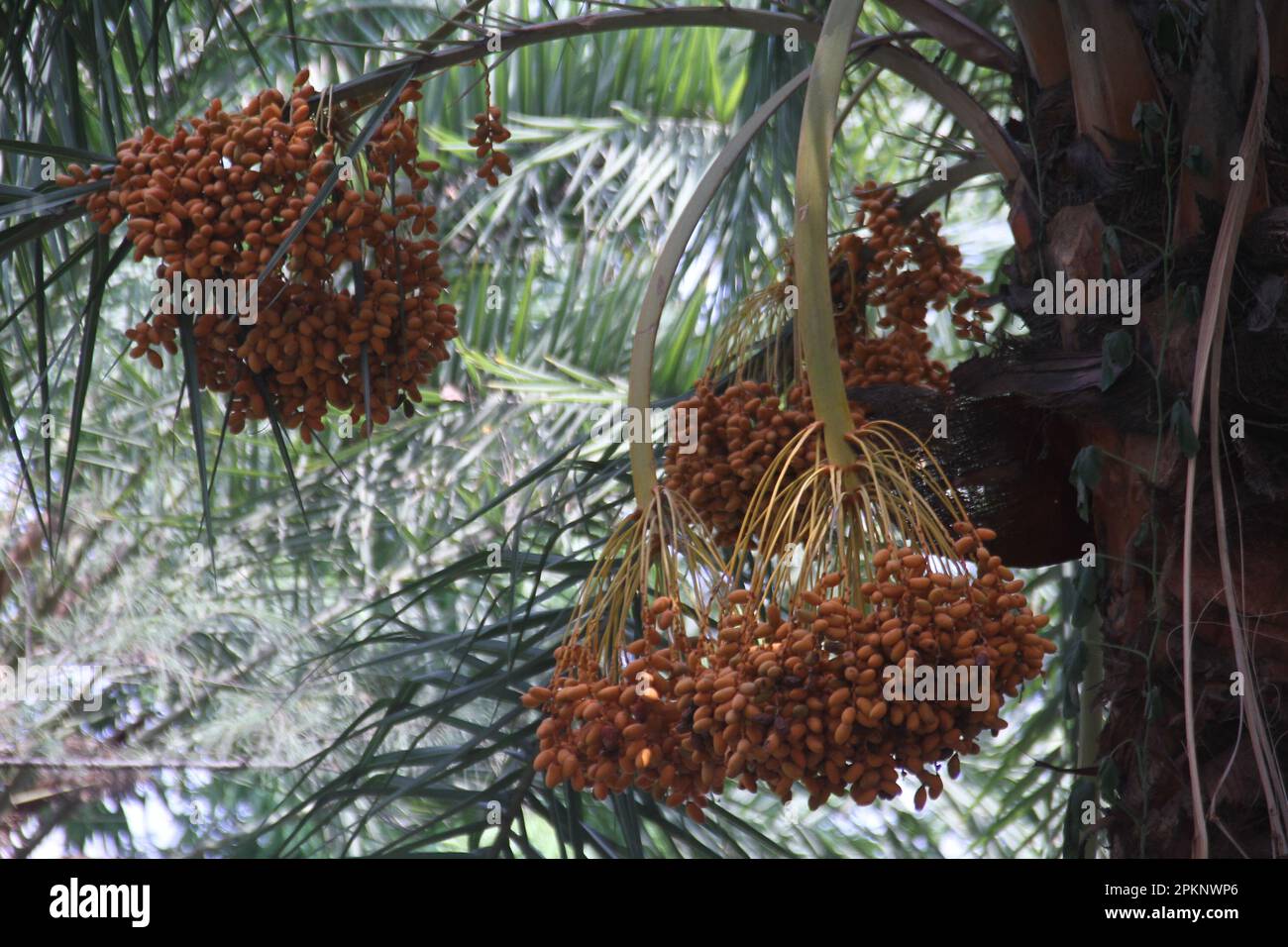 Bunches of ripe dates growing on date palm tree. Dhaka, Bangladesh ...