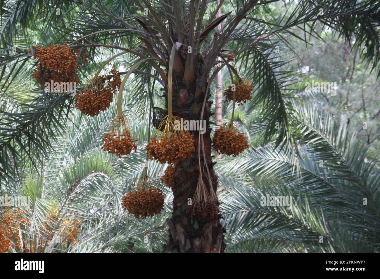Bunches of ripe dates growing on date palm tree. Dhaka, Bangladesh ...