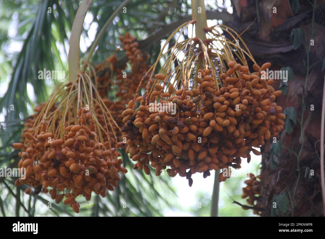 Bunches of ripe dates growing on date palm tree. Dhaka, Bangladesh ...