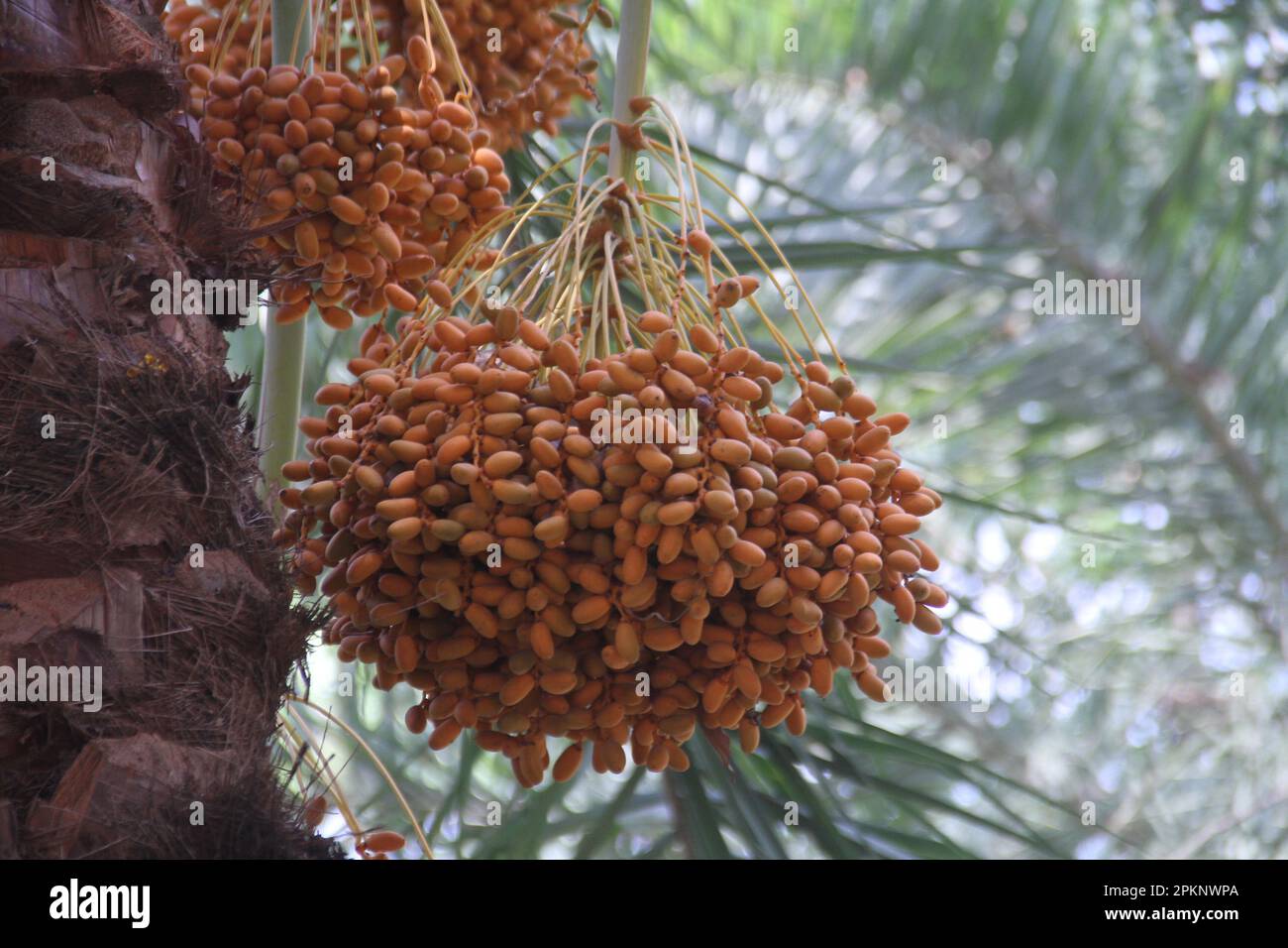 Bunches of ripe dates growing on date palm tree. Dhaka, Bangladesh ...