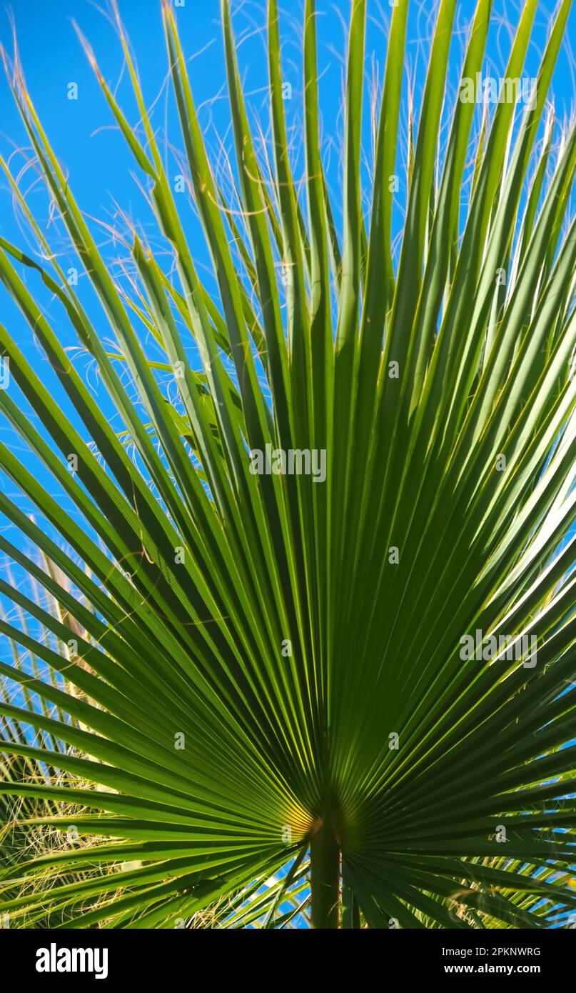 Palms leaf hi-res stock photography and images - Alamy