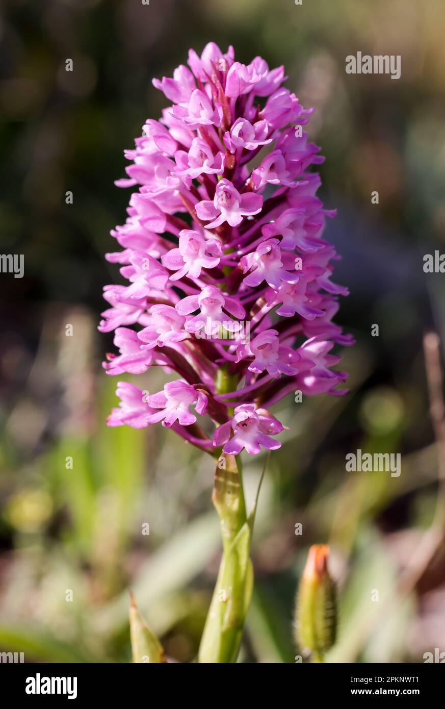 Pyramid orchid flowering Stock Photo - Alamy