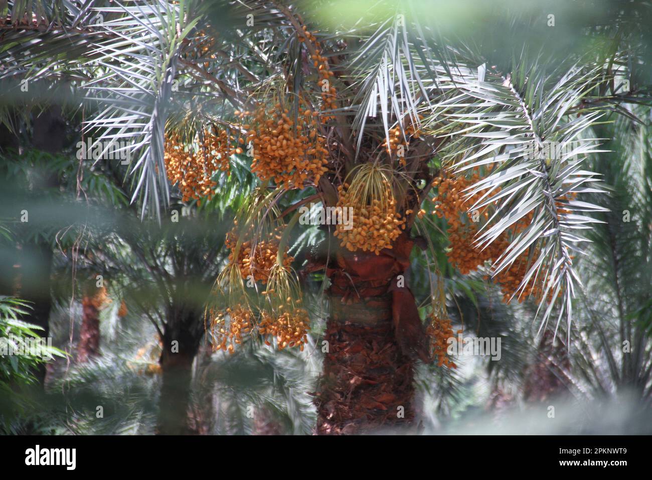 Bunches of ripe dates growing on date palm tree. Dhaka, Bangladesh ...