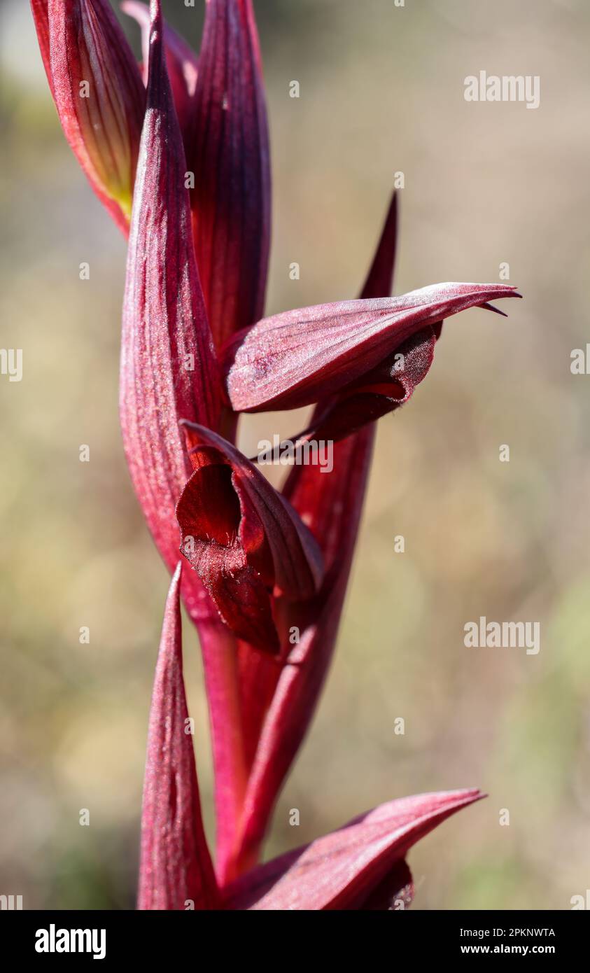 Ploughshare hi-res stock photography and images - Alamy