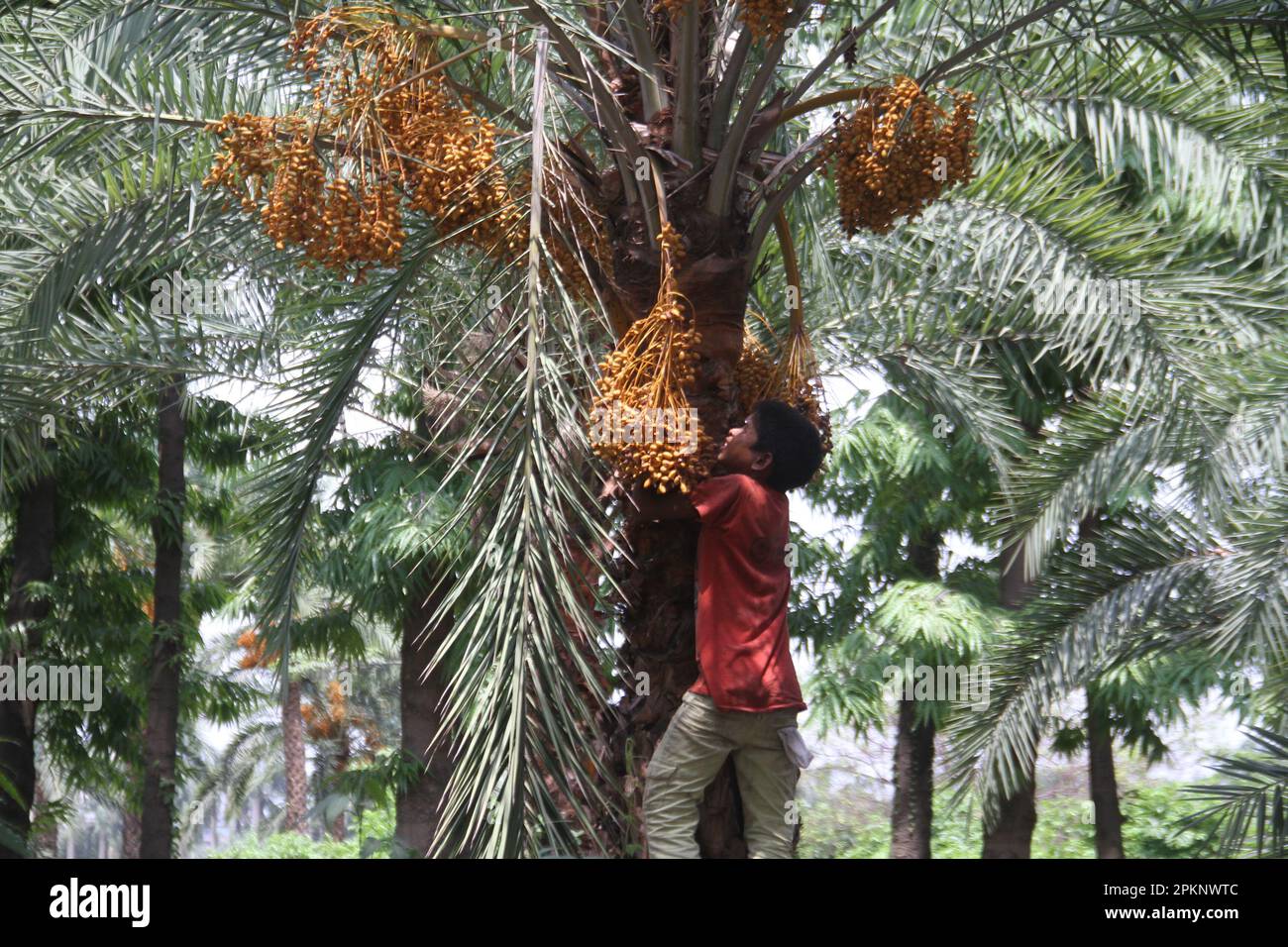 Bunches of ripe dates growing on date palm tree. Dhaka, Bangladesh ...