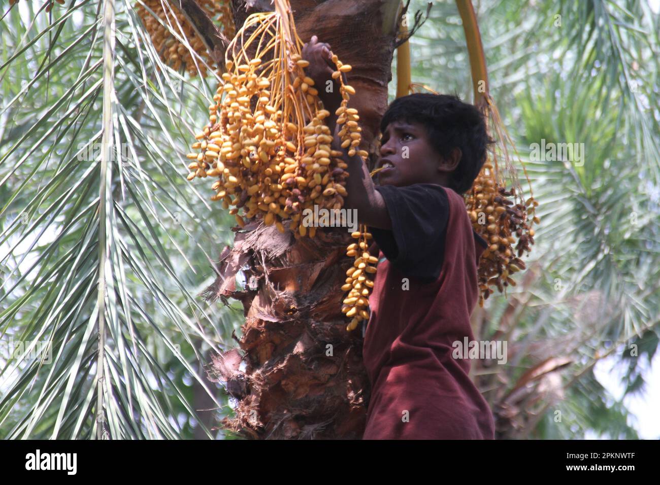 Bunches of ripe dates growing on date palm tree. Dhaka, Bangladesh ...