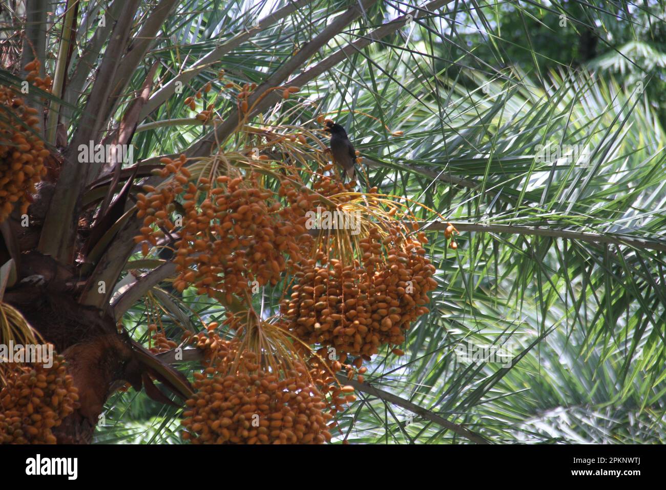 Bunches of ripe dates growing on date palm tree. Dhaka, Bangladesh ...