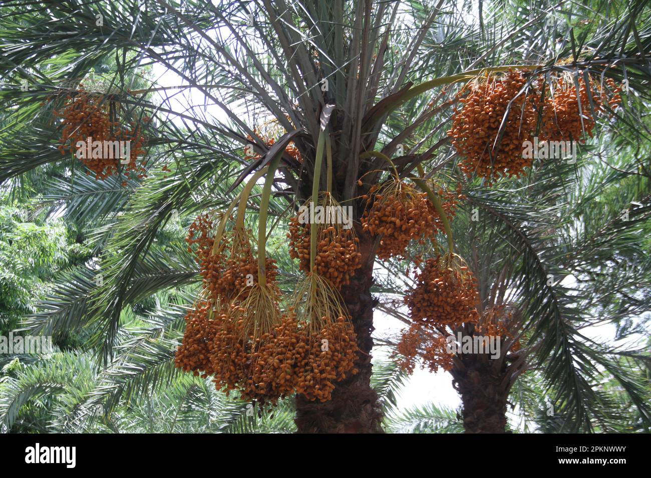 Bunches of ripe dates growing on date palm tree. Dhaka, Bangladesh ...