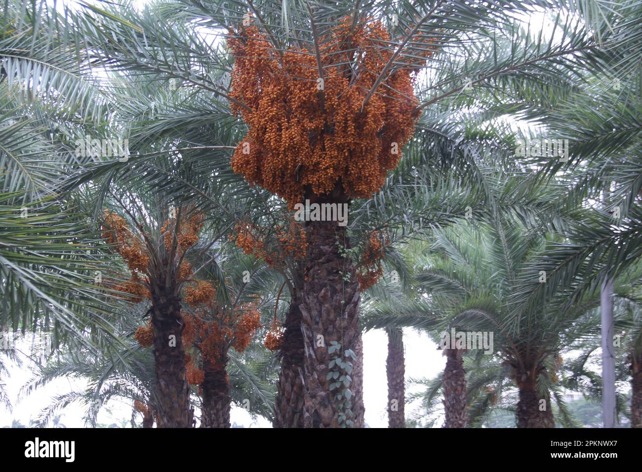 Bunches of ripe dates growing on date palm tree. Dhaka, Bangladesh ...