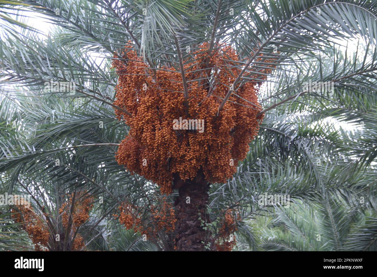Bunches of ripe dates growing on date palm tree. Dhaka, Bangladesh ...