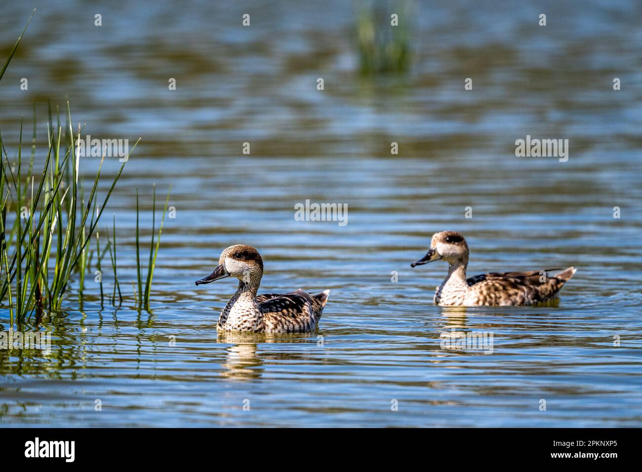 Marbled duck hi-res stock photography and images - Alamy