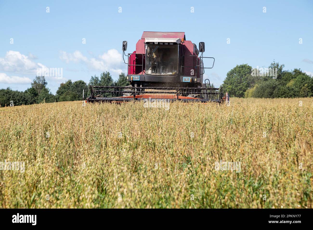 Grain crops on the field are harvested with the help of combines and ...
