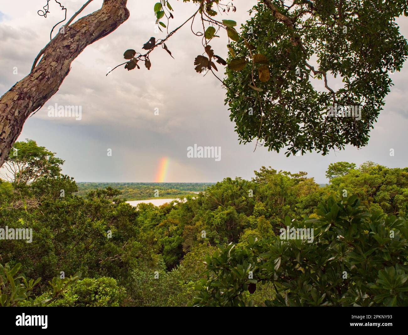 Sunset at the magnificent Amazon rainforest. The green lungs of the ...