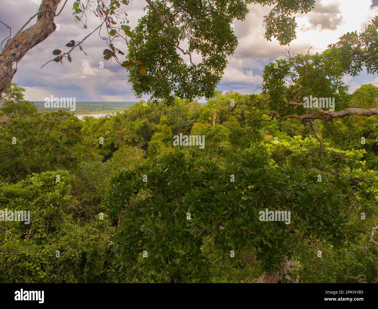 Sunset at the magnificent Amazon rainforest. The green lungs of the ...