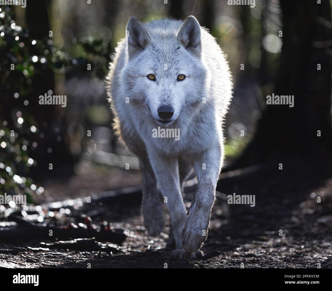 North american dingo hi-res stock photography and images - Alamy