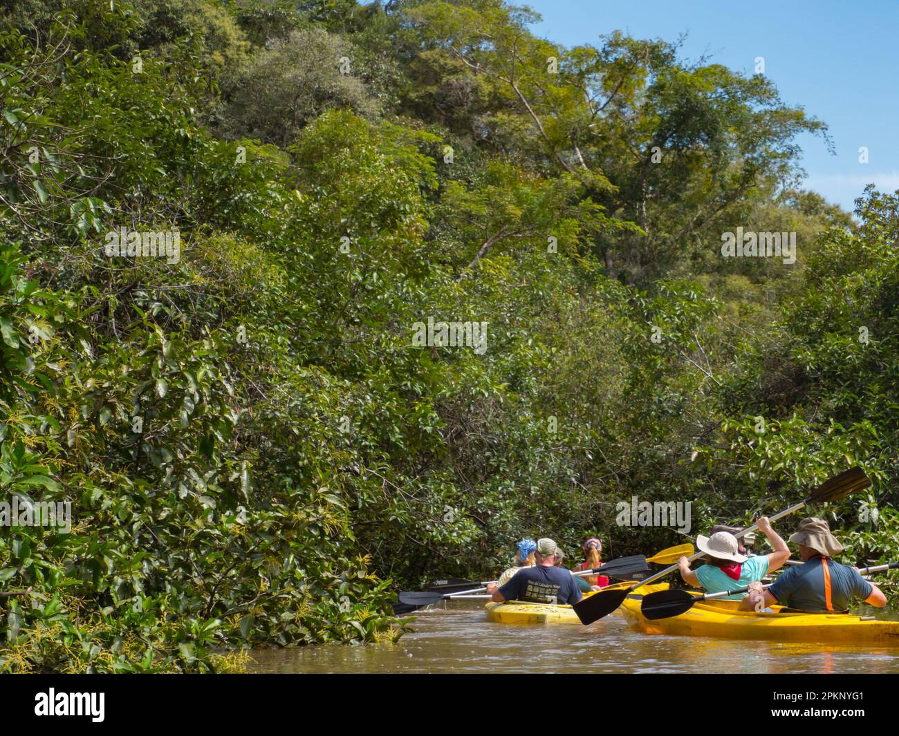 Jungle, Brazil - Nov, 2019: A group of people are kayaking among the ...