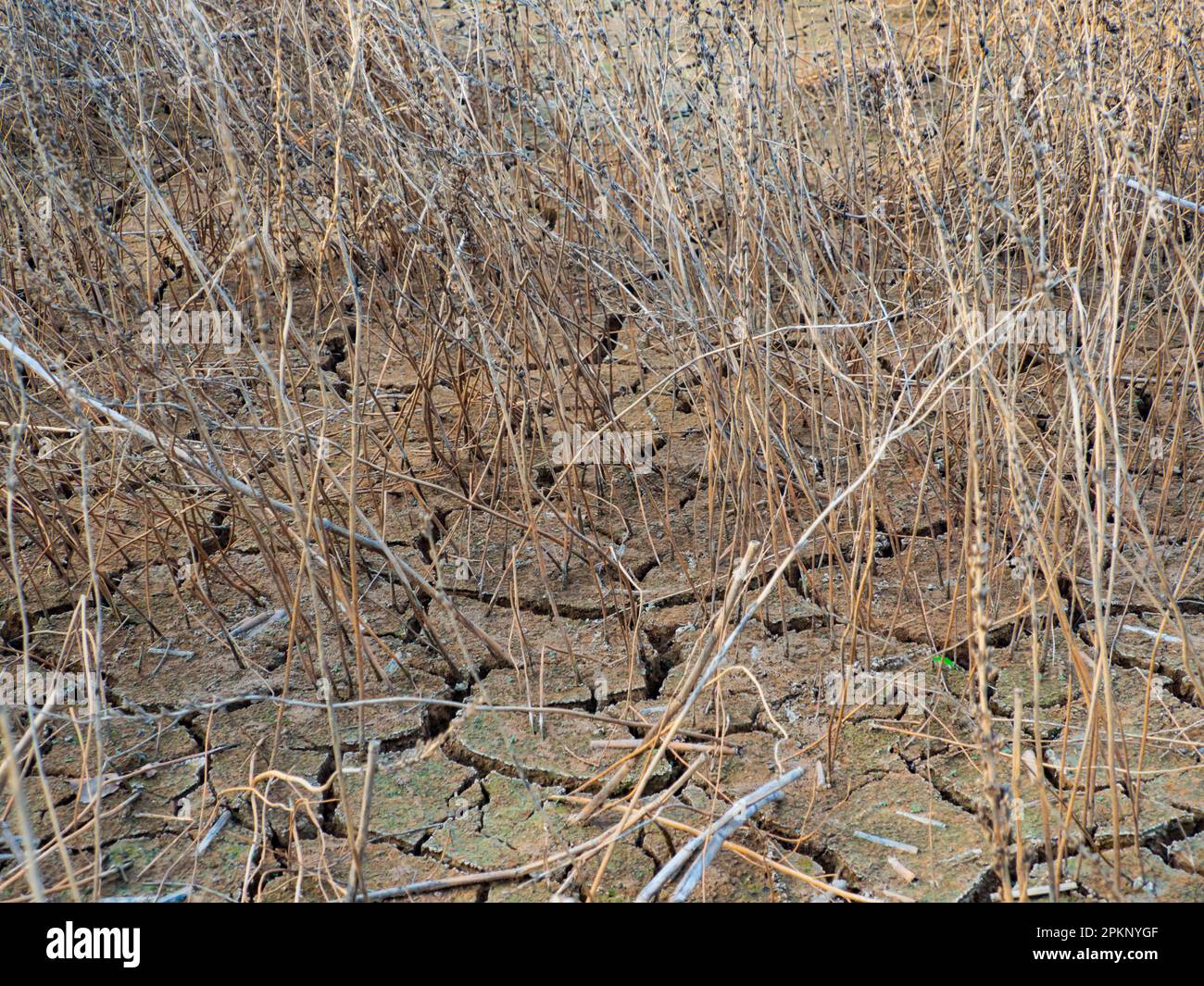 Background. The cracked bottom of the river due to the lack of the ...