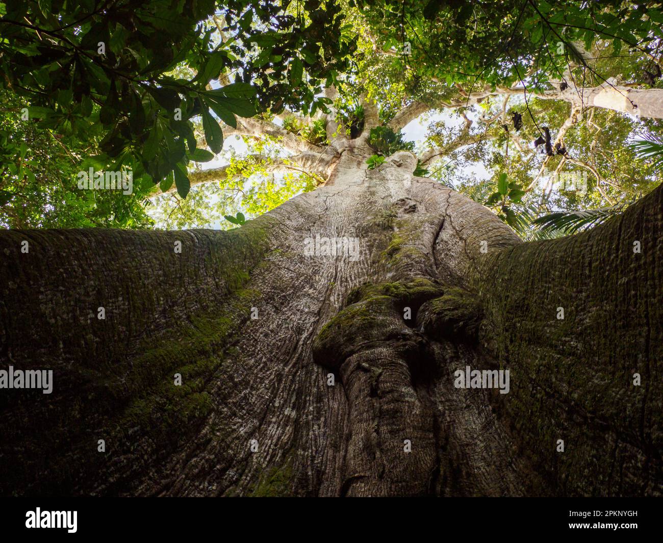 Big ceiba, kapok tree on the bank of the Javari River. Ceiba pentandra ...