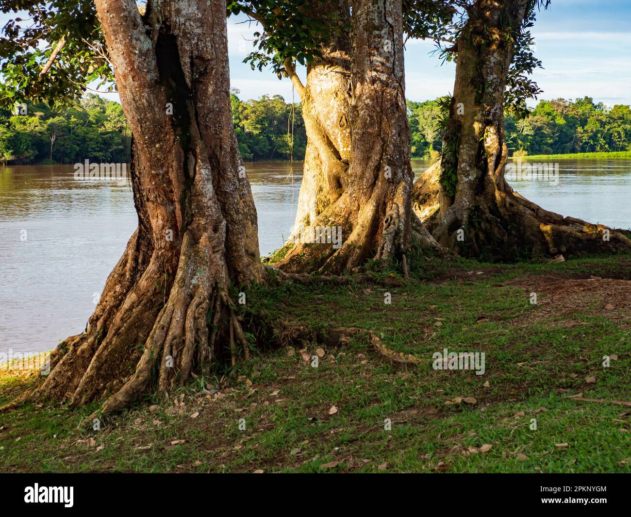 Huge trees on the banks of the Javari River, basin of Amazon River ...