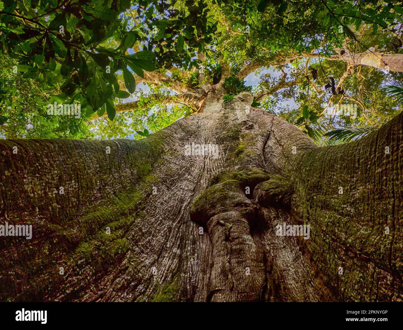 Big ceiba, kapok tree on the bank of the Javari River. Ceiba pentandra ...