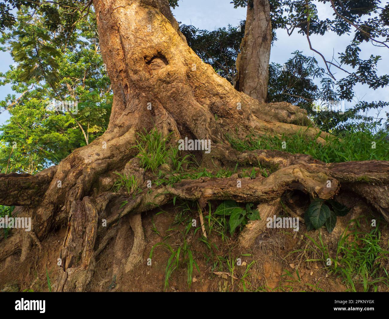 Huge trees on the banks of the Javari River, basin of Amazon River ...