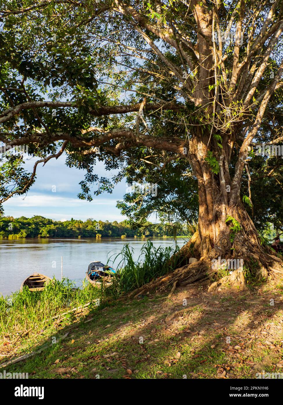 Huge trees on the banks of the Javari River, basin of Amazon River ...