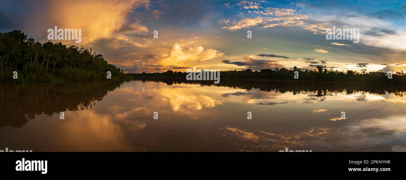 Amazonia - wall of green tropical forest of the Amazon jungle, green ...