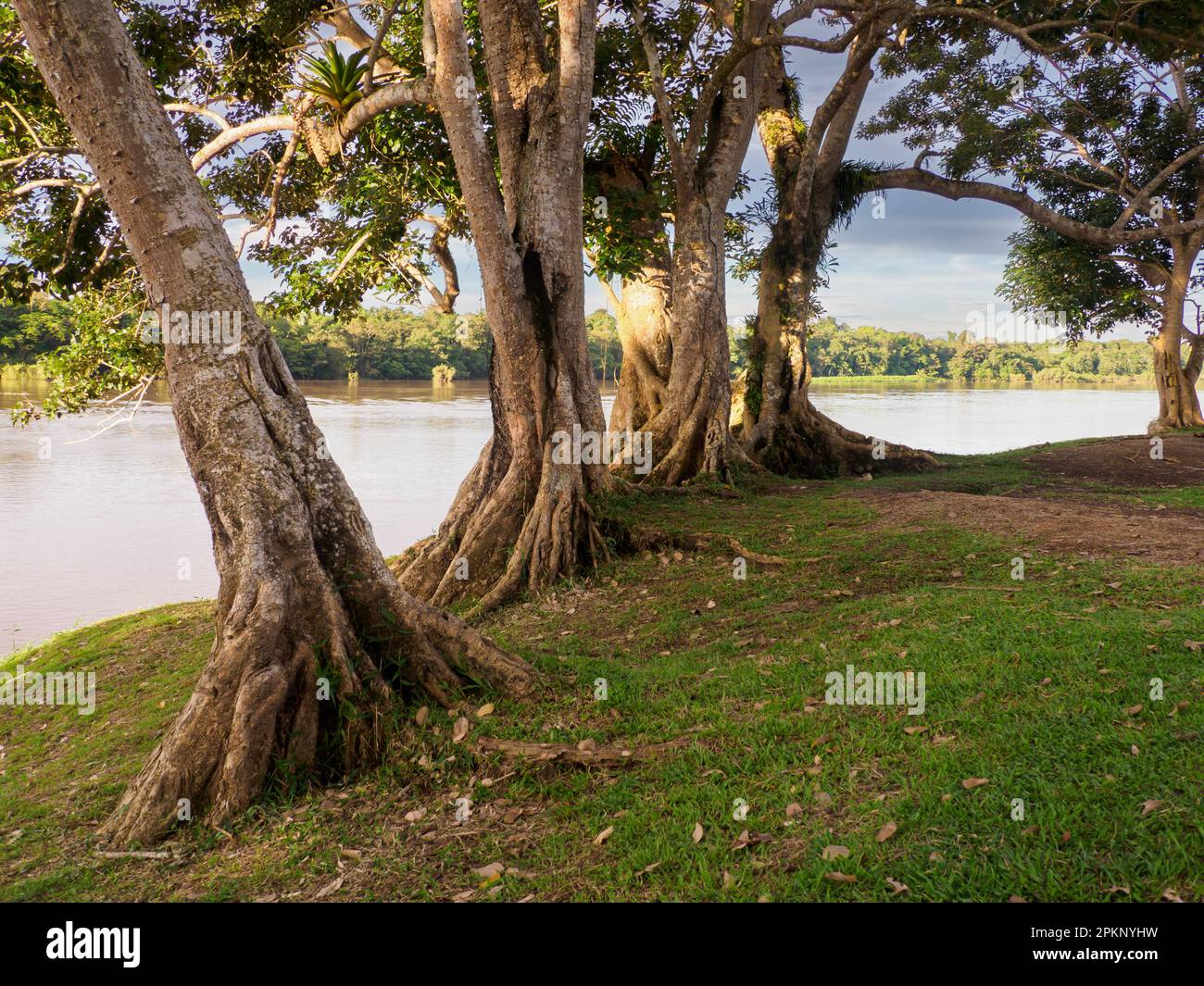 Huge trees on the banks of the Javari River, basin of Amazon River ...