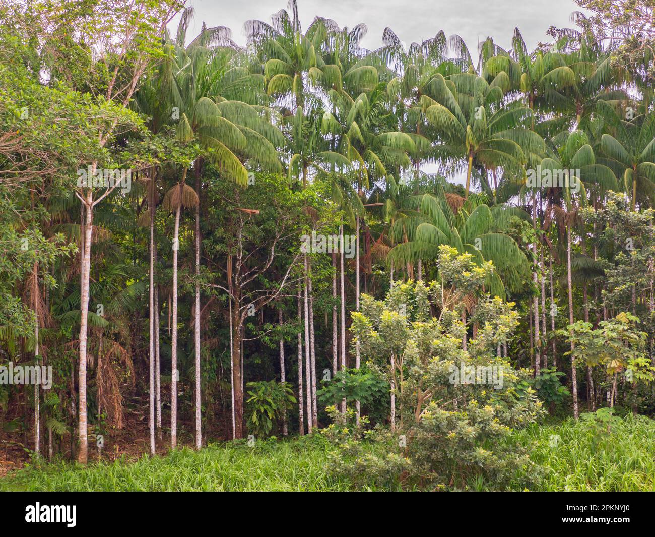 View of the jungle on the bank of the Amazon River, Amazonia. Selva on ...