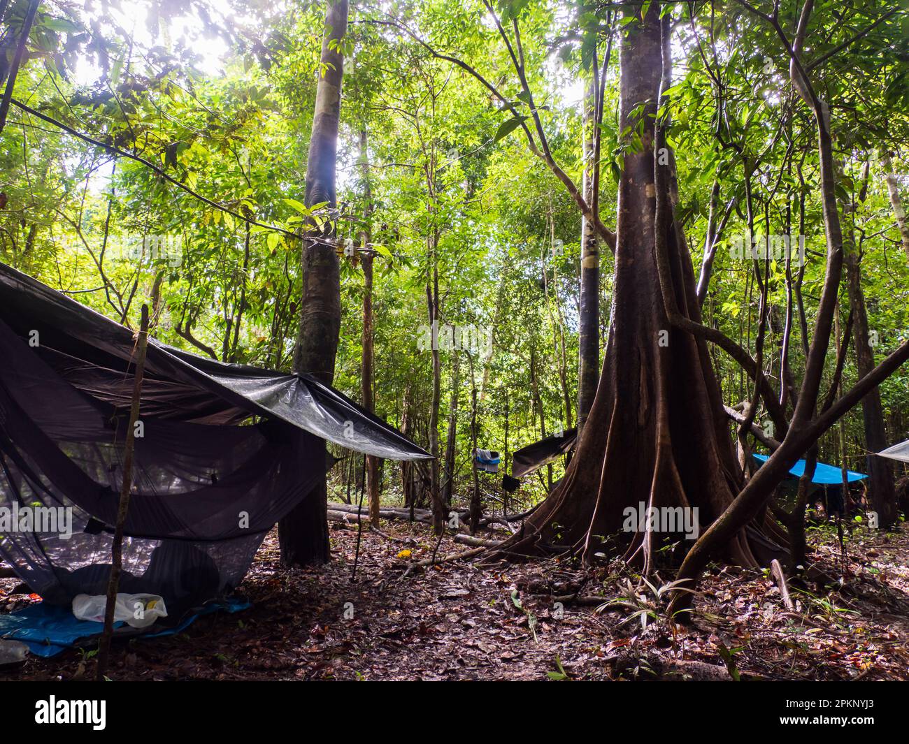 Jungle, Brazil - Dec 2021: Camp with hammocks in the amazon jungle ...
