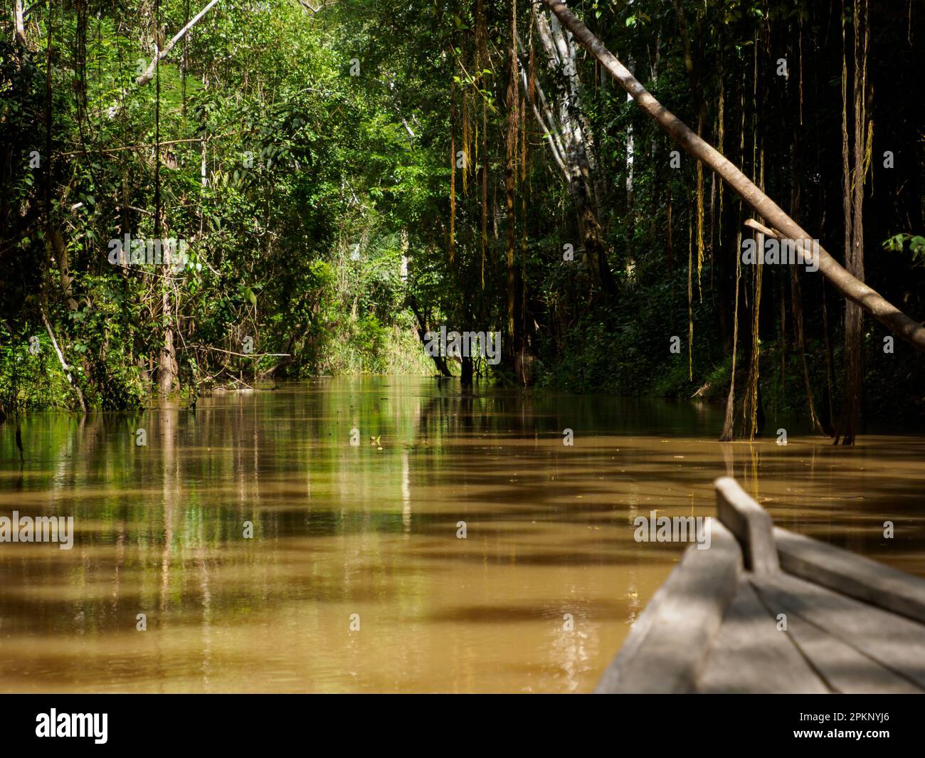 Travelling by boat into the depth of Amazon during the hight water ...