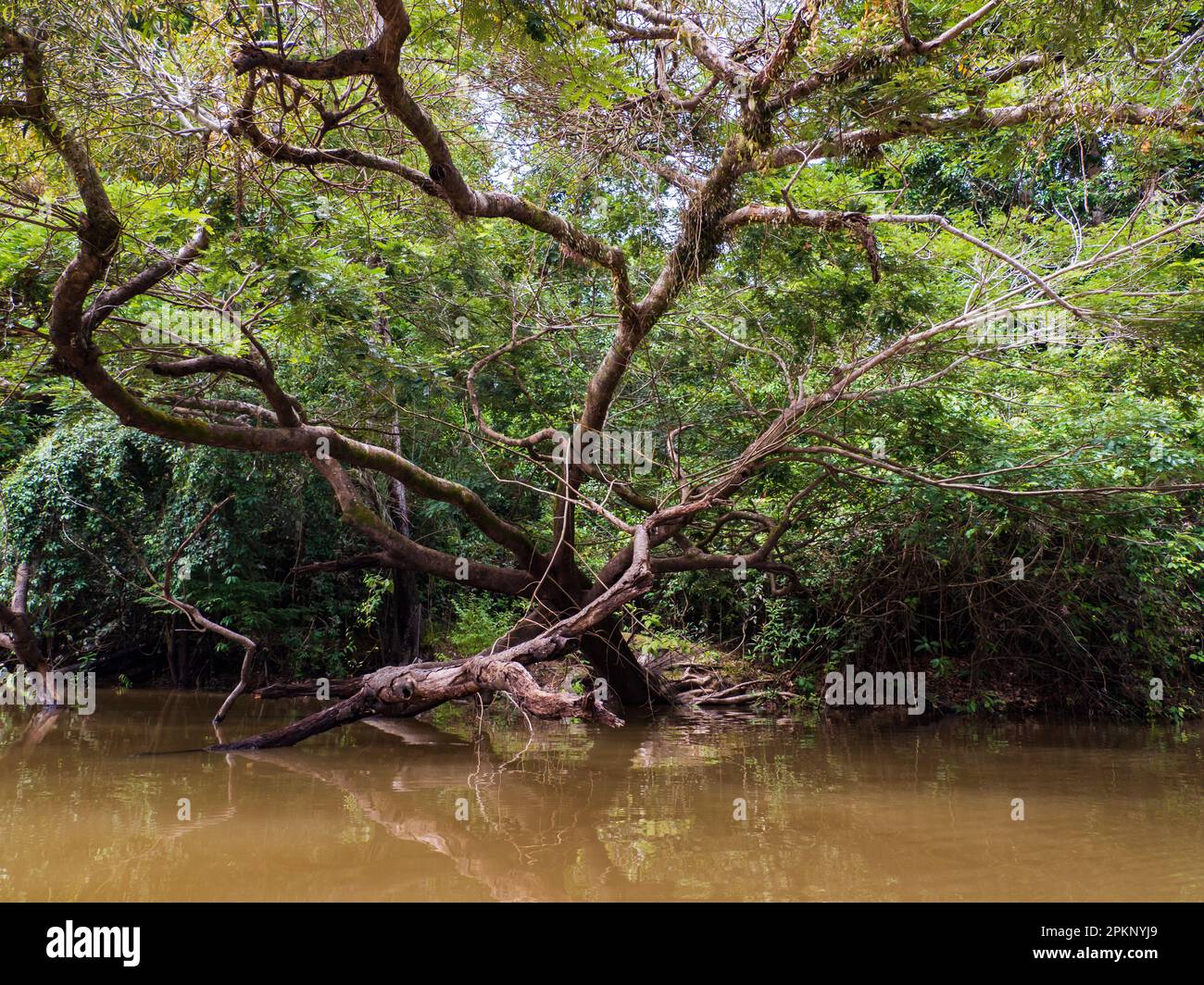 Amazonia - wall of green tropical forest of the Amazon jungle, green ...