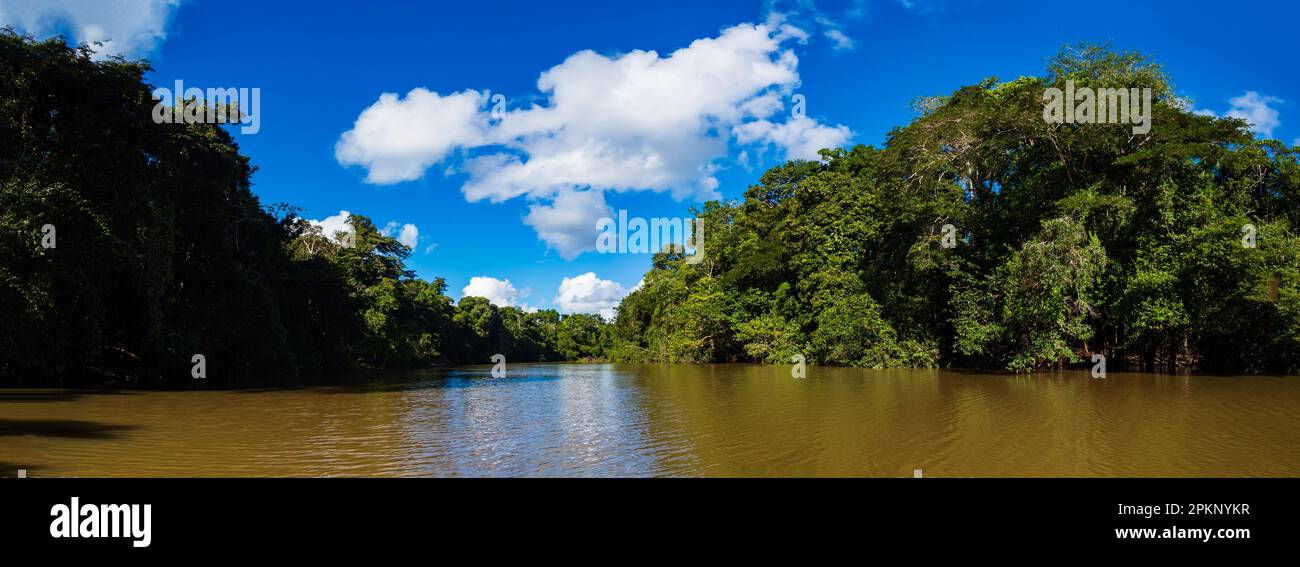 Amazonia - wall of green tropical forest of the Amazon jungle, green ...