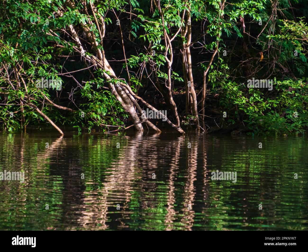 Amazonia - wall of green tropical forest of the Amazon jungle, green ...