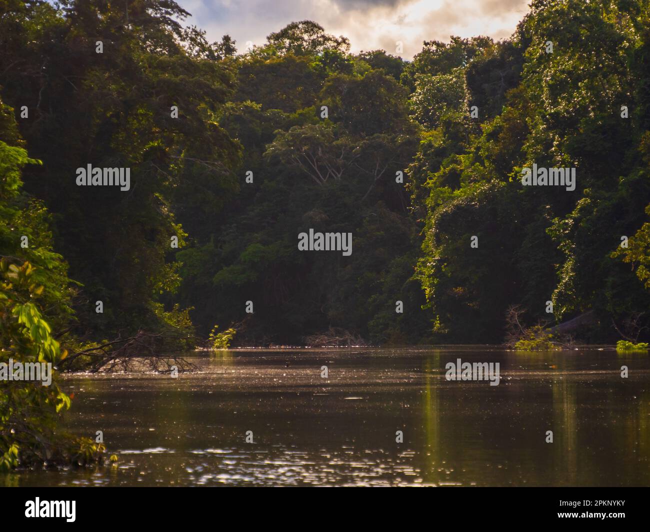 Amazonia - wall of green tropical forest of the Amazon jungle, green ...