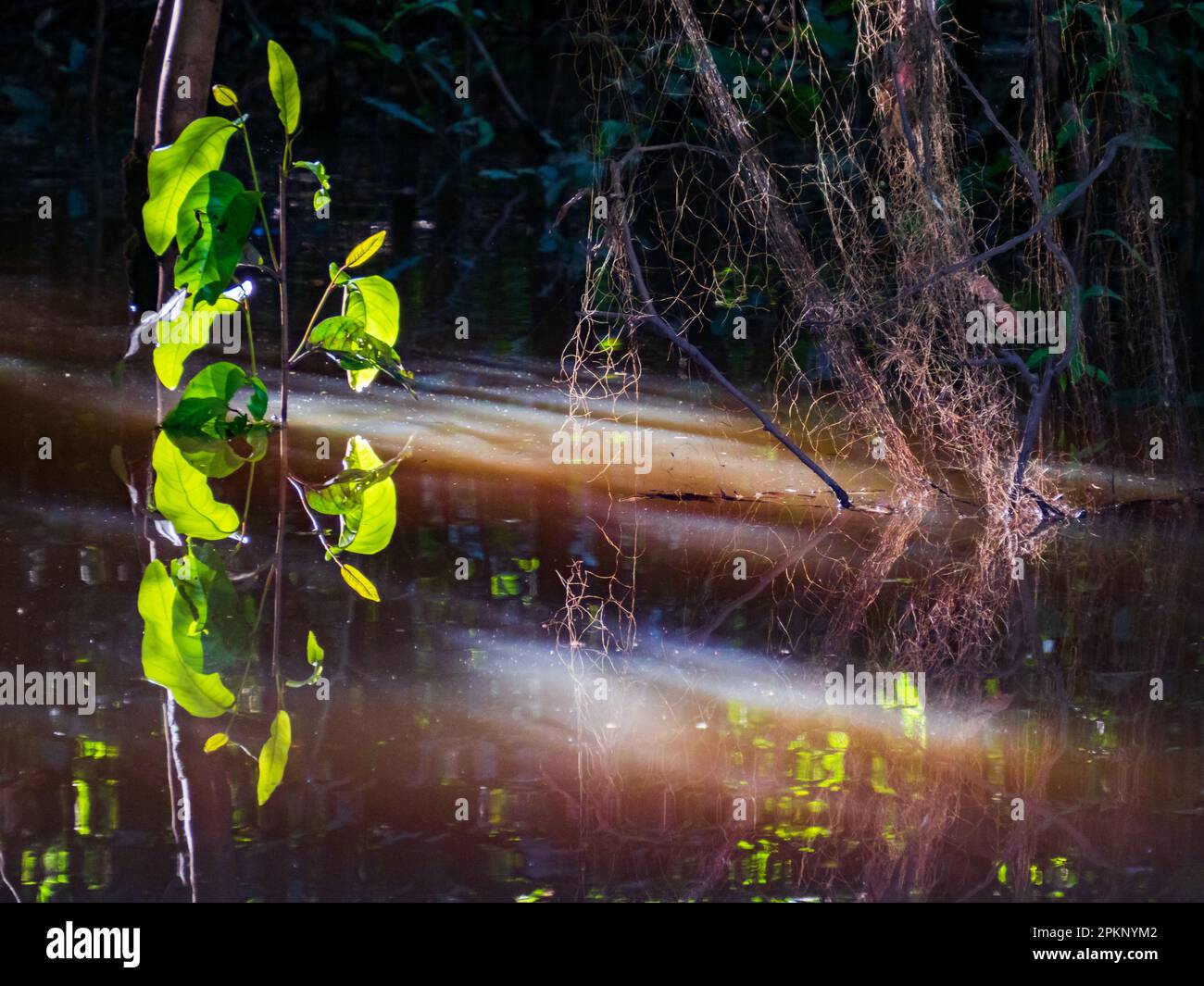 Amazonia - wall of green tropical forest of the Amazon jungle, green ...