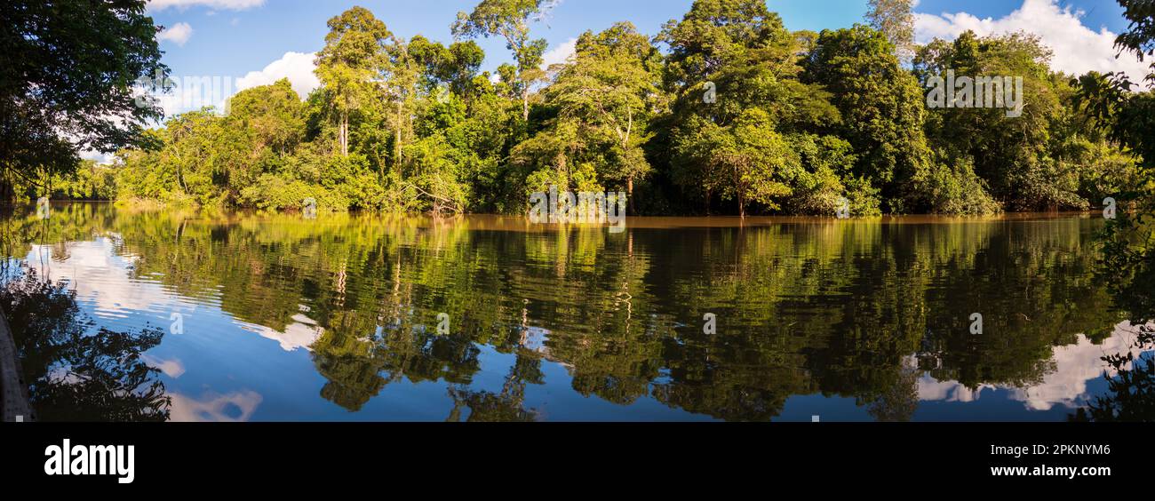 Amazonia - wall of green tropical forest of the Amazon jungle, green ...