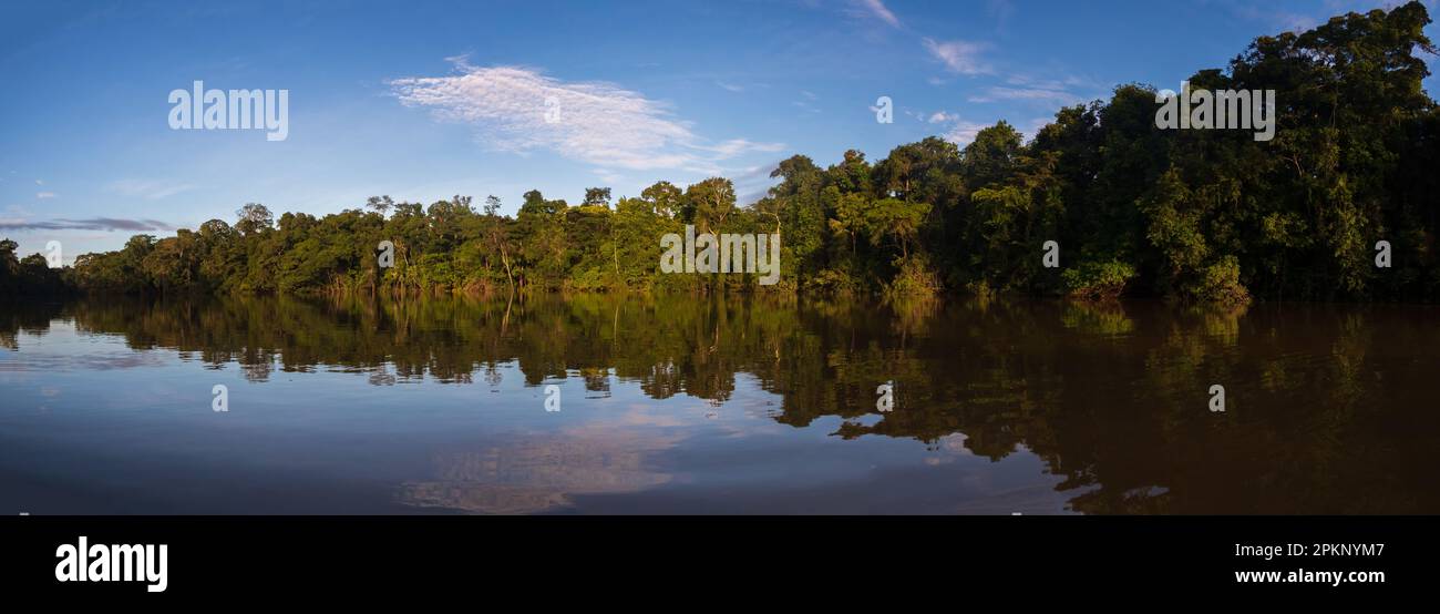 Amazonia - wall of green tropical forest of the Amazon jungle, green ...
