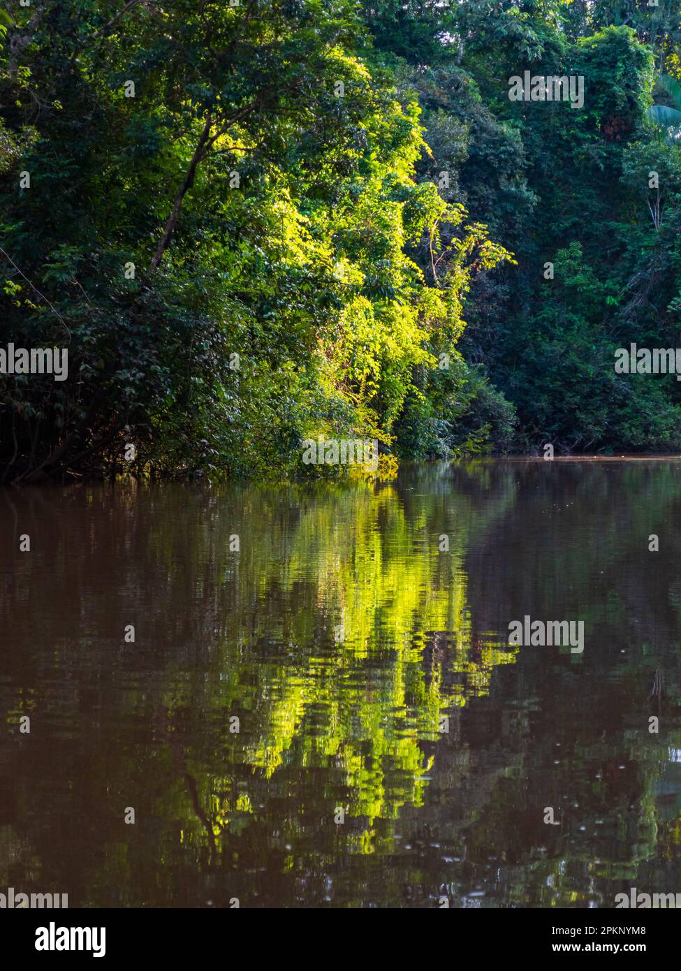 Amazonia - wall of green tropical forest of the Amazon jungle, green ...