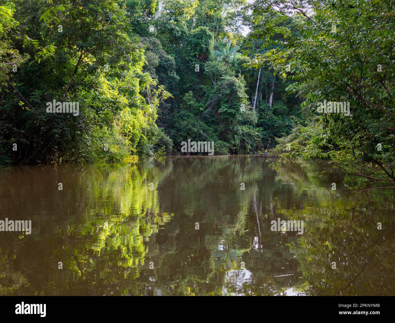 Amazonia - wall of green tropical forest of the Amazon jungle, green ...