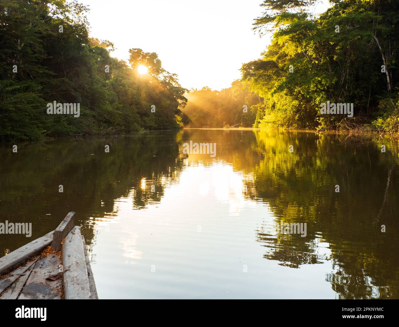Amazonia - wall of green tropical forest of the Amazon jungle, green ...
