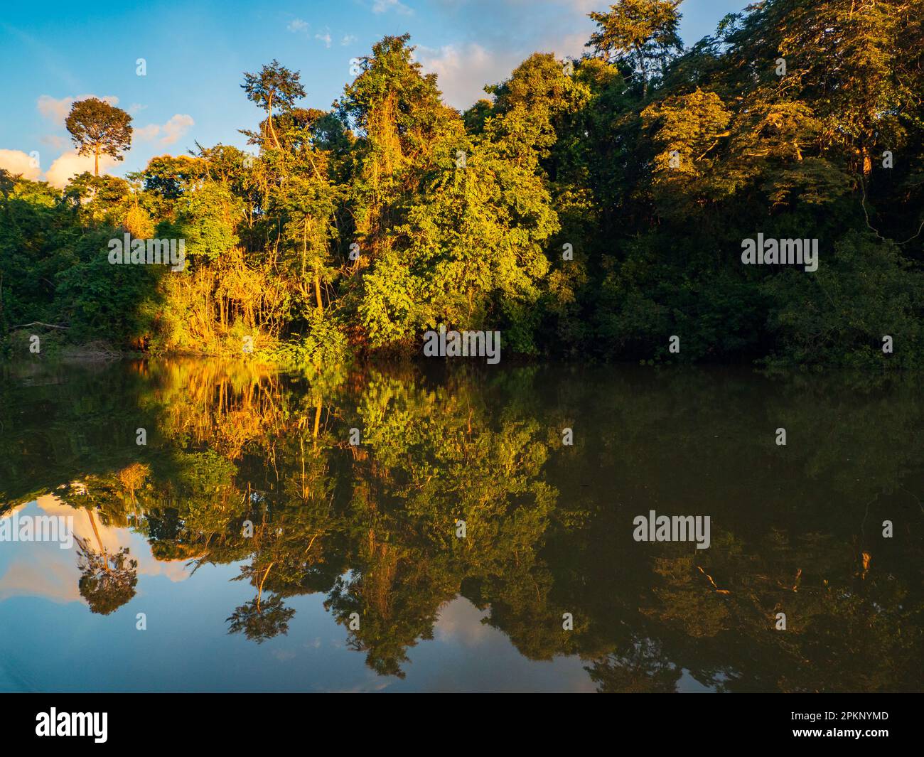 Amazonia - wall of green tropical forest of the Amazon jungle, green ...