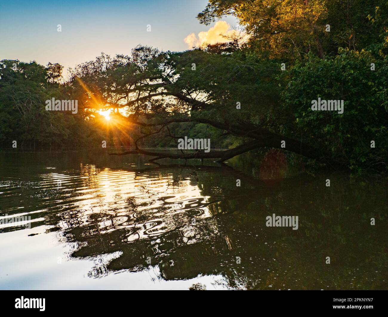 Amazonia - wall of green tropical forest of the Amazon jungle, green ...