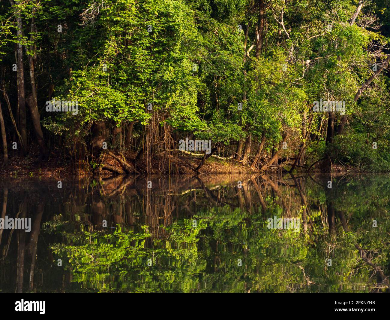 Amazonia - wall of green tropical forest of the Amazon jungle, green ...