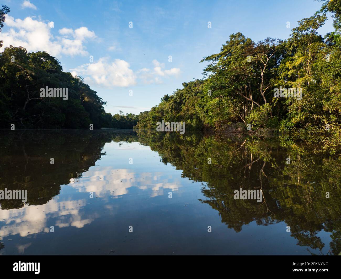 Amazonia - wall of green tropical forest of the Amazon jungle, green ...