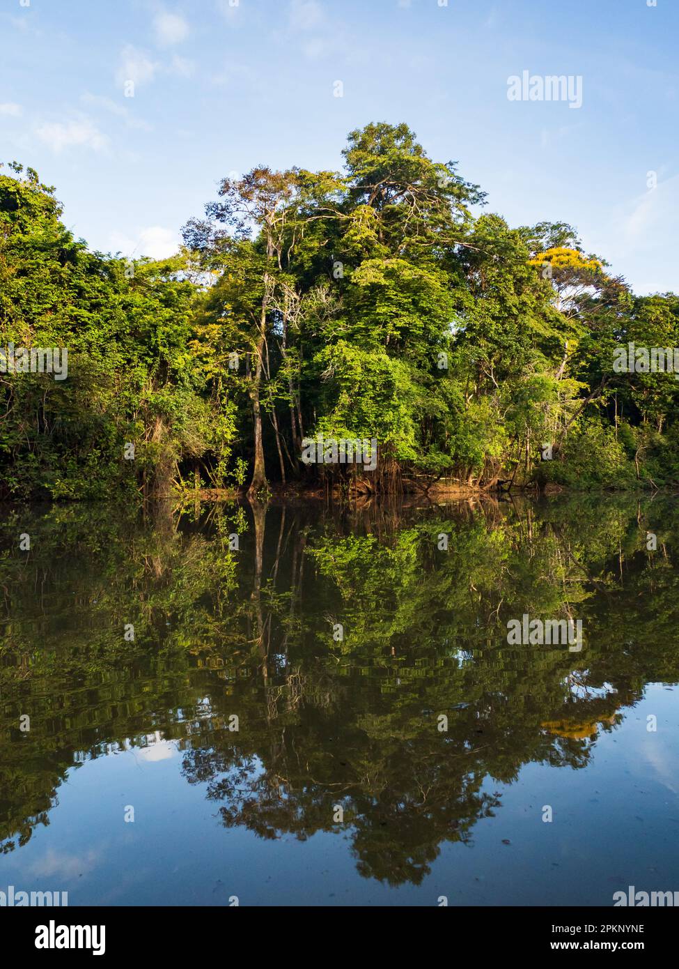Amazonia - wall of green tropical forest of the Amazon jungle, green ...
