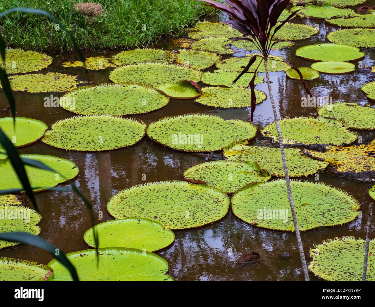 Victoria amazonica in the Natura Park In Amzonia, Colombia. It is a ...